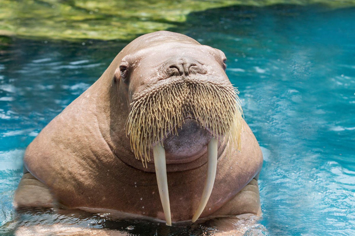 Ketä mursu nussii nyt – katso mursun viimeisimmät kohuvideot! – LÄNSIMUNA